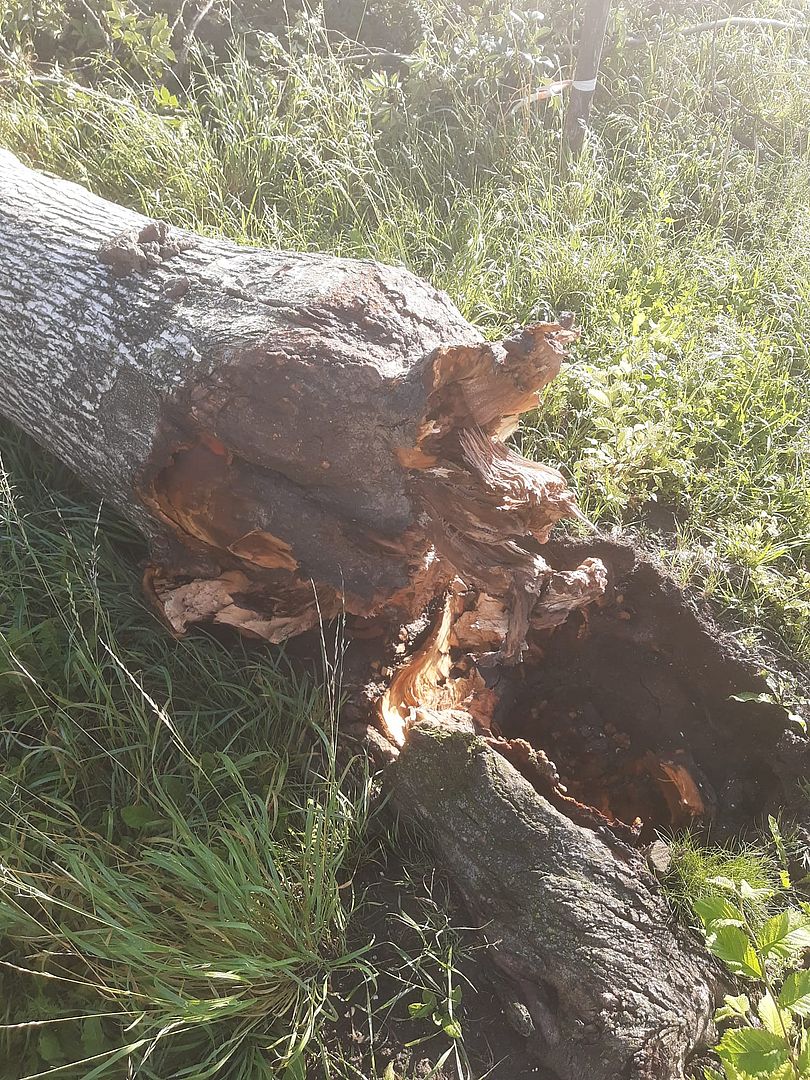 Enten om nieuwe soorten of sterke bomen te kweken - Khamakar News Agency