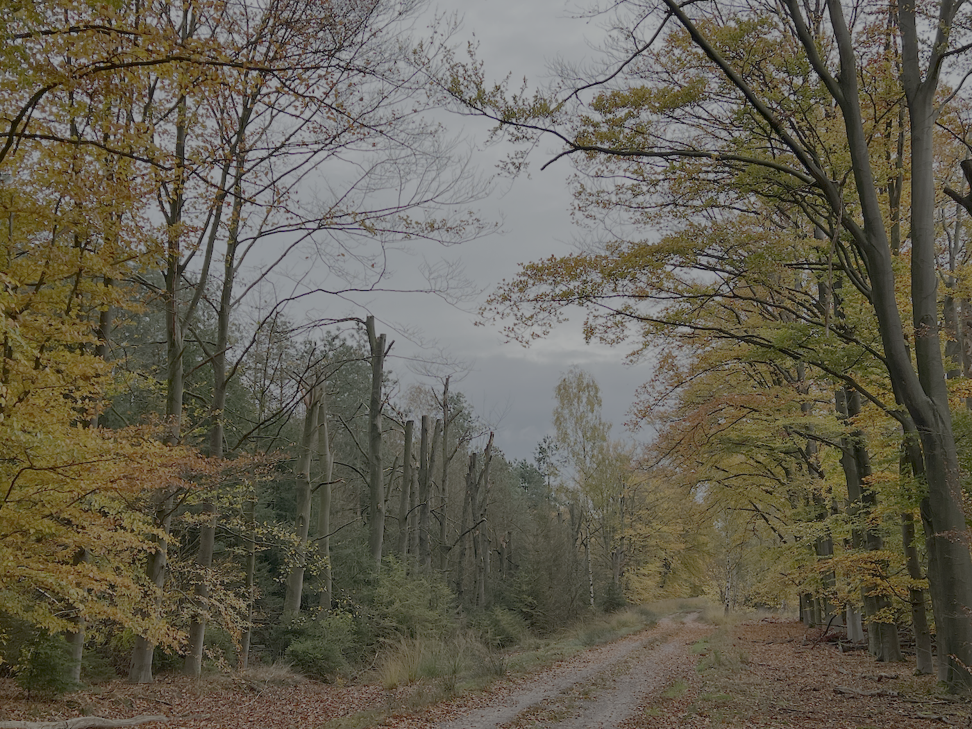 Wederom bomenkap in het Leenderbos - Khamakar News Agency